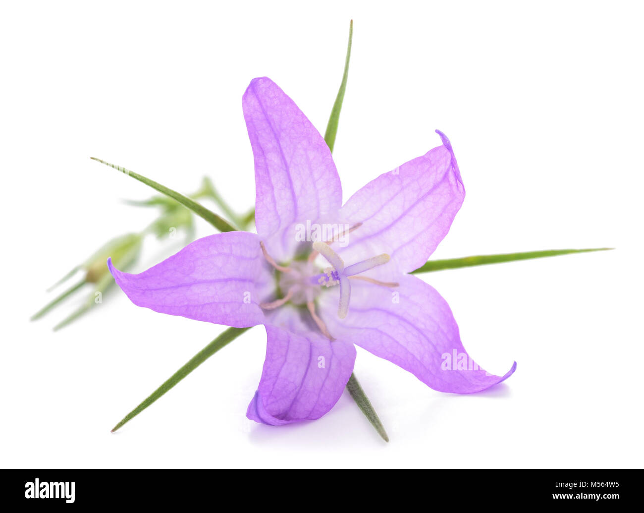 Wild rampion bellflower Flower (Campanula rapunculus) isolated on white ...