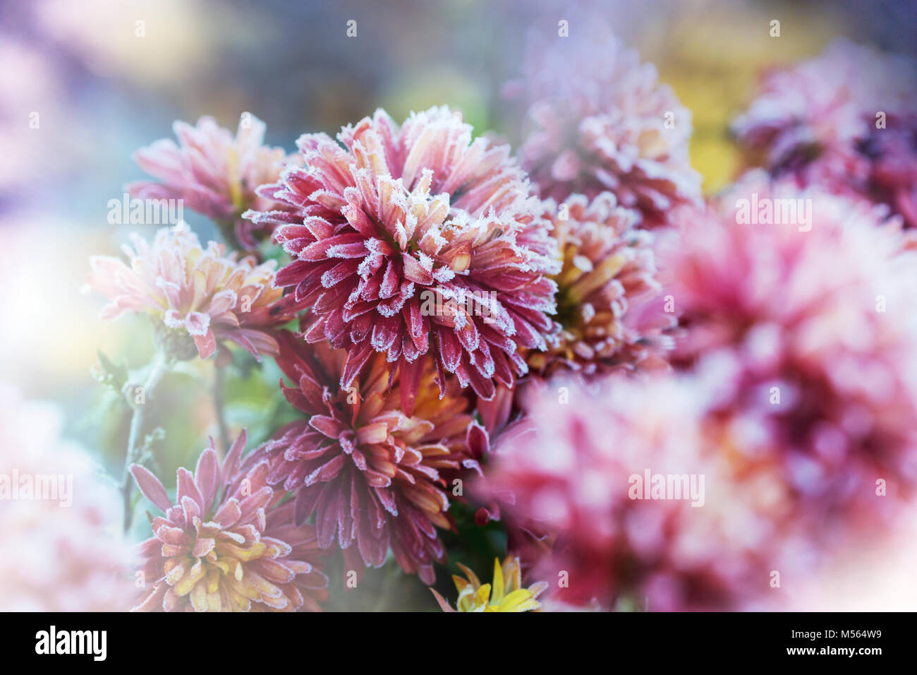 Frozen flowers hi-res stock photography and images - Alamy