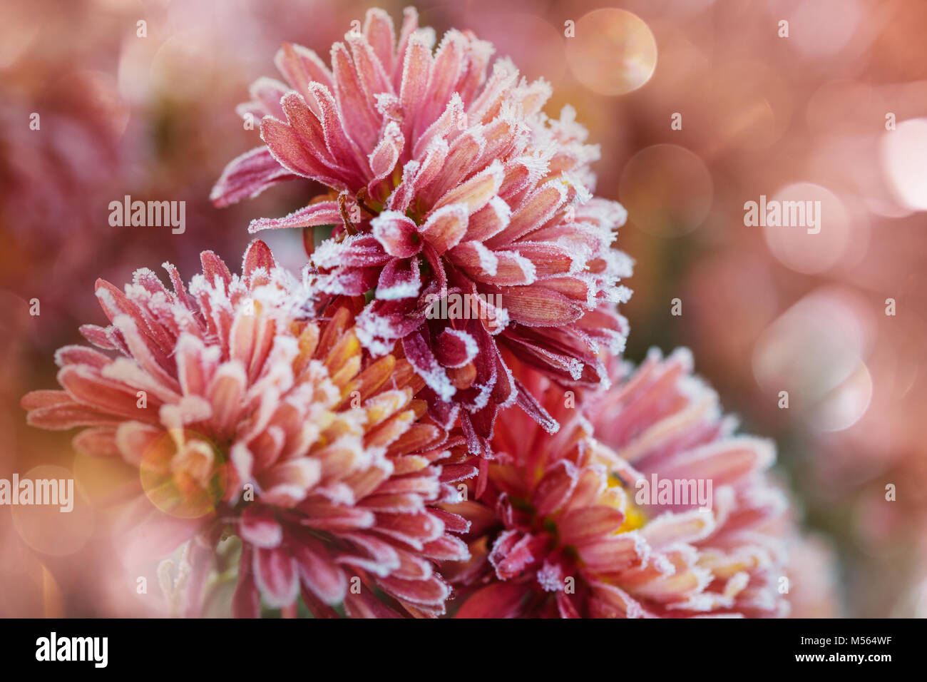 Frozen flowers hi-res stock photography and images - Alamy