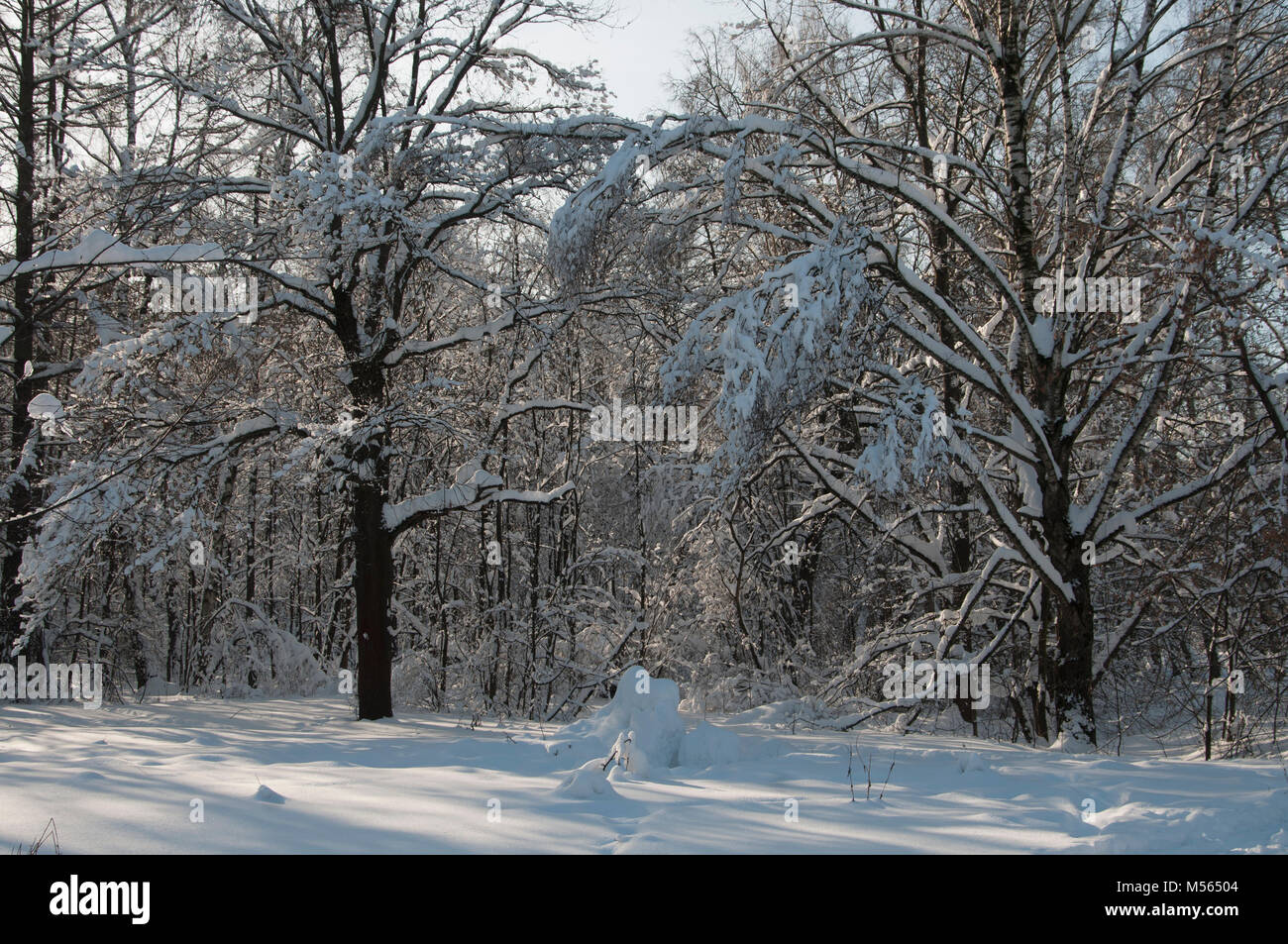 Winter landscape with a park after snowstorm Stock Photo - Alamy