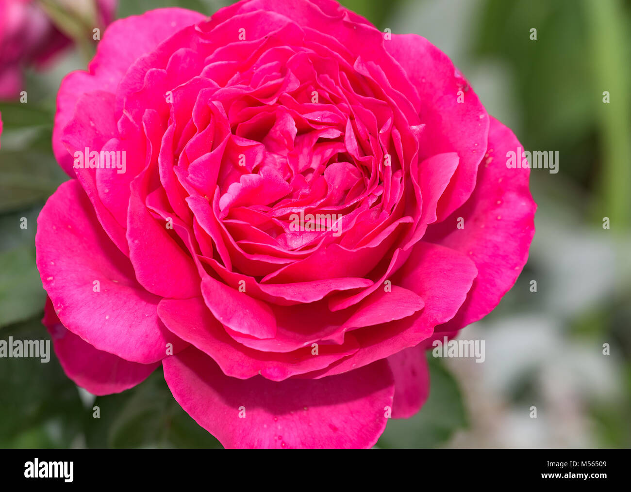 background red rose flower Stock Photo - Alamy