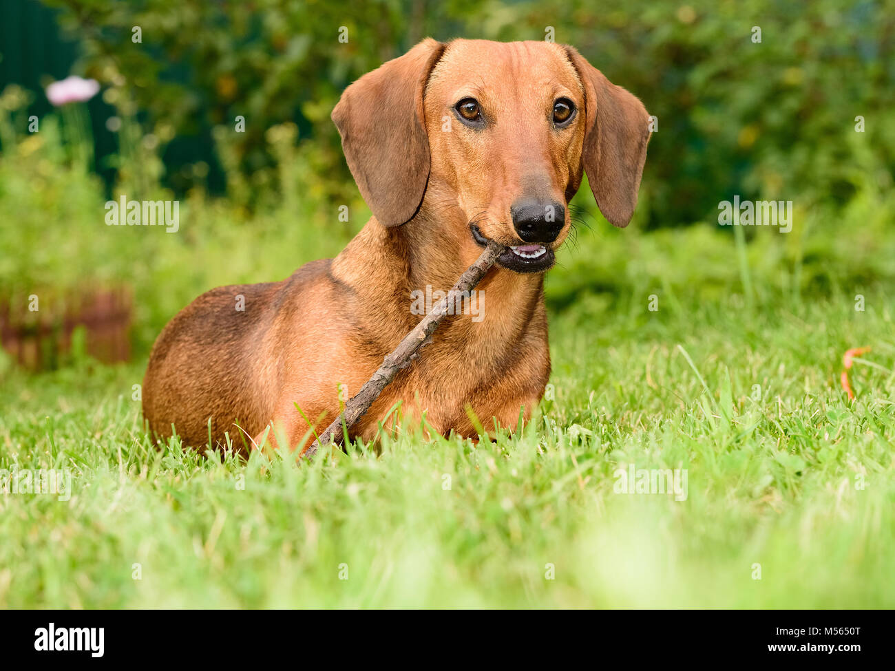 brown dachshund dog puppy Stock Photo - Alamy