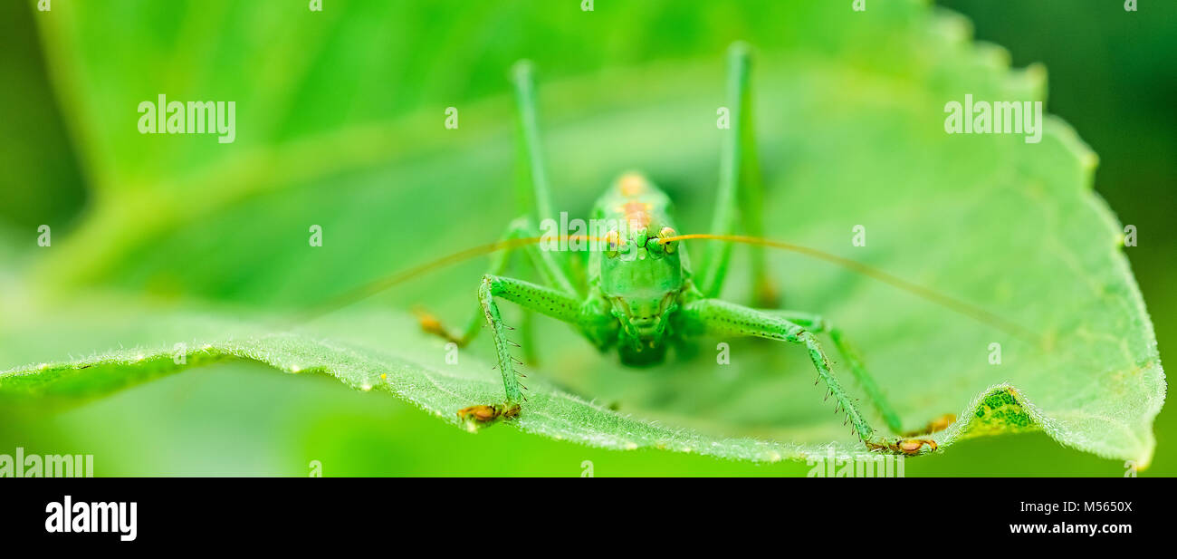Green locust hi-res stock photography and images - Alamy
