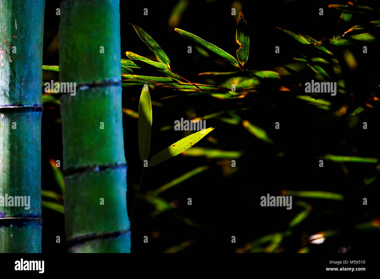 The beautiful Bamboo forest in forest with nice color Stock Photo - Alamy