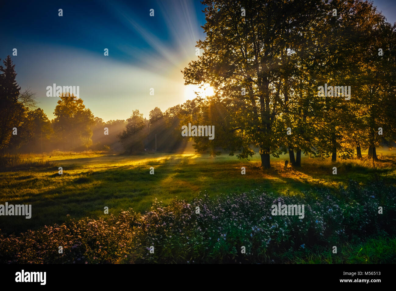 sun rays sunrise trees Stock Photo - Alamy