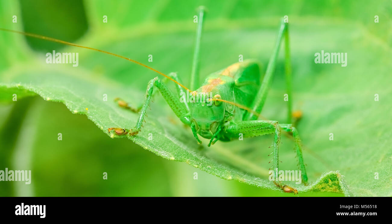 green locust is a large grasshopper Stock Photo - Alamy