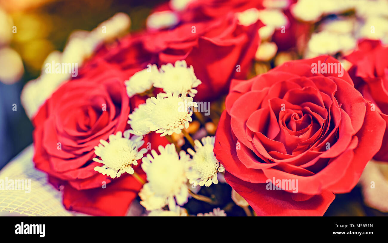 background red rose flower Stock Photo - Alamy