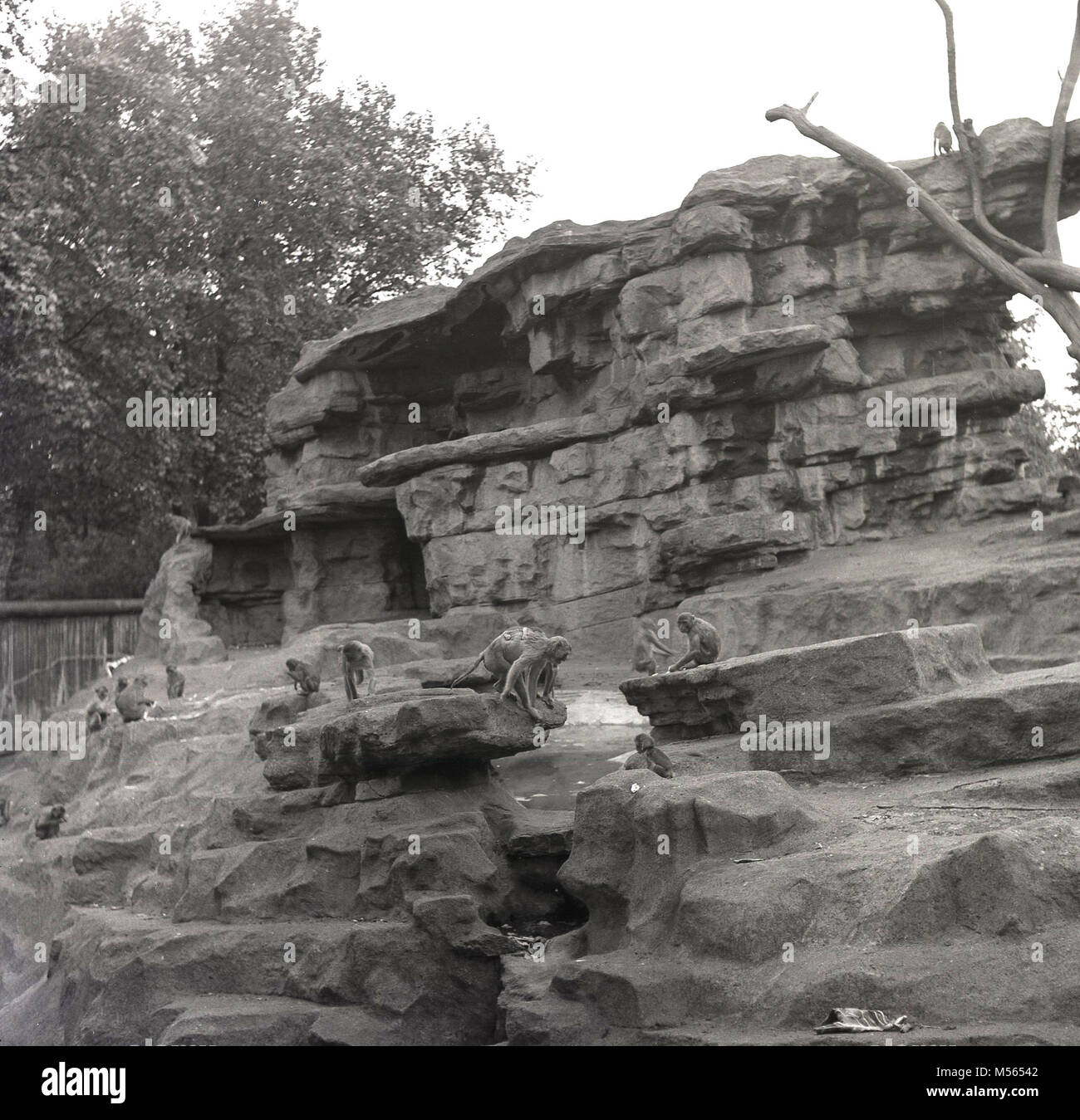 Early 1950s, historical, picture shows a small community of Rhesus ...