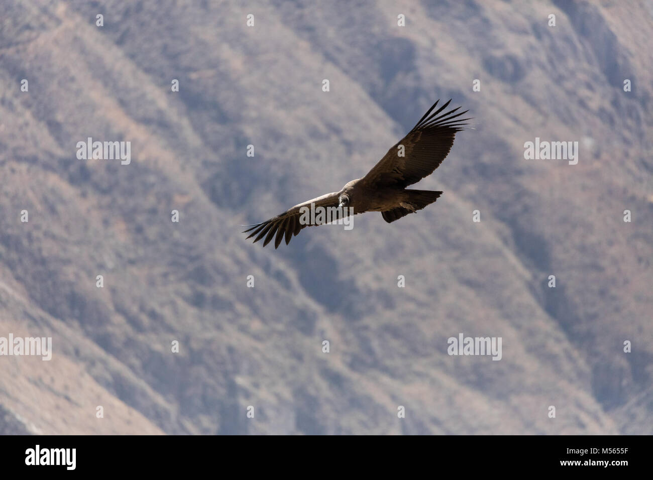 Condor flying in Peru Stock Photo - Alamy