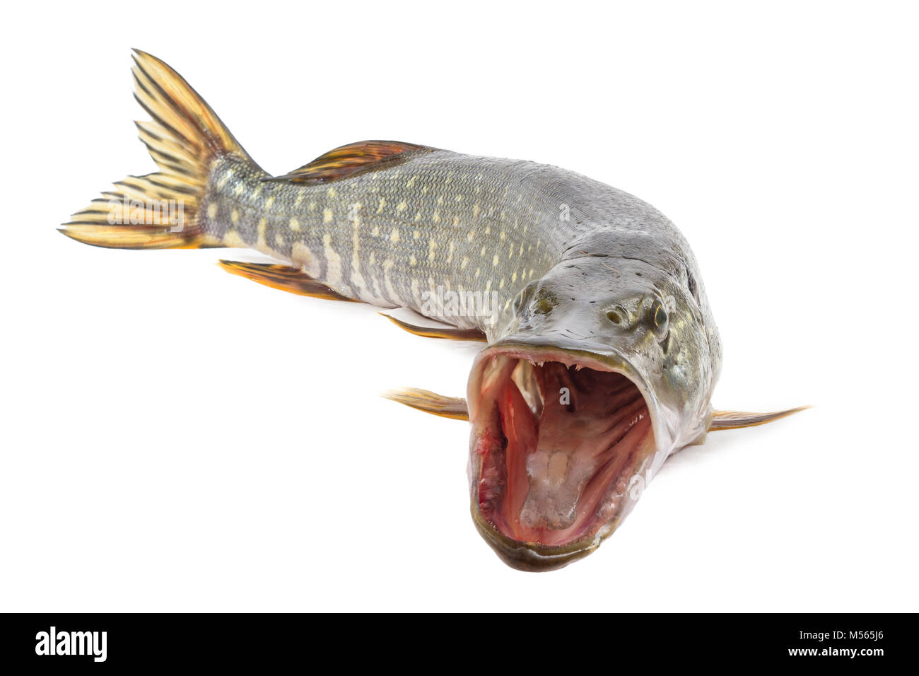 Predatory pike hi-res stock photography and images - Alamy
