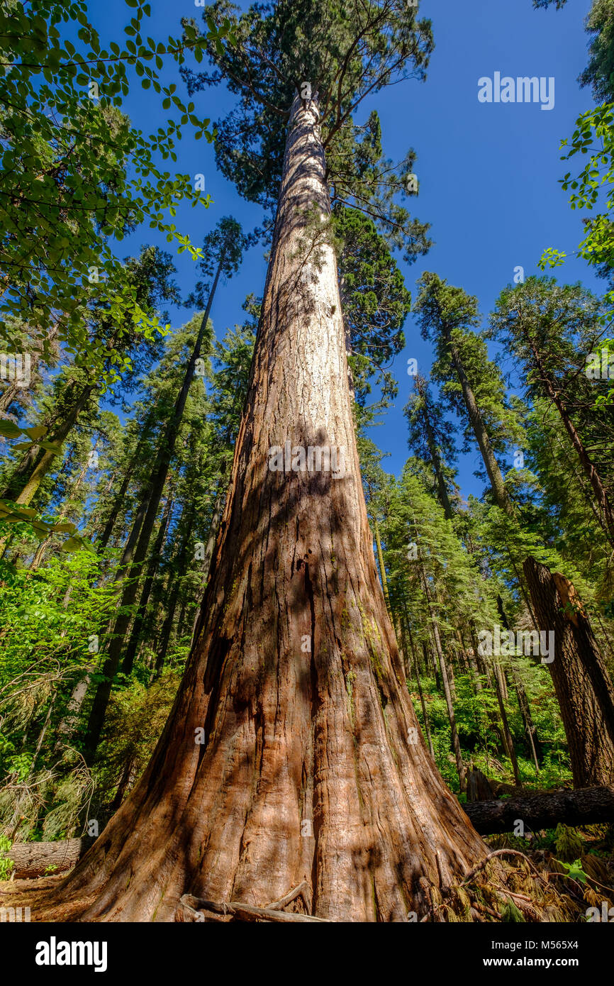 Sequoia tree in Calaveras Big Trees State Park Stock Photo - Alamy