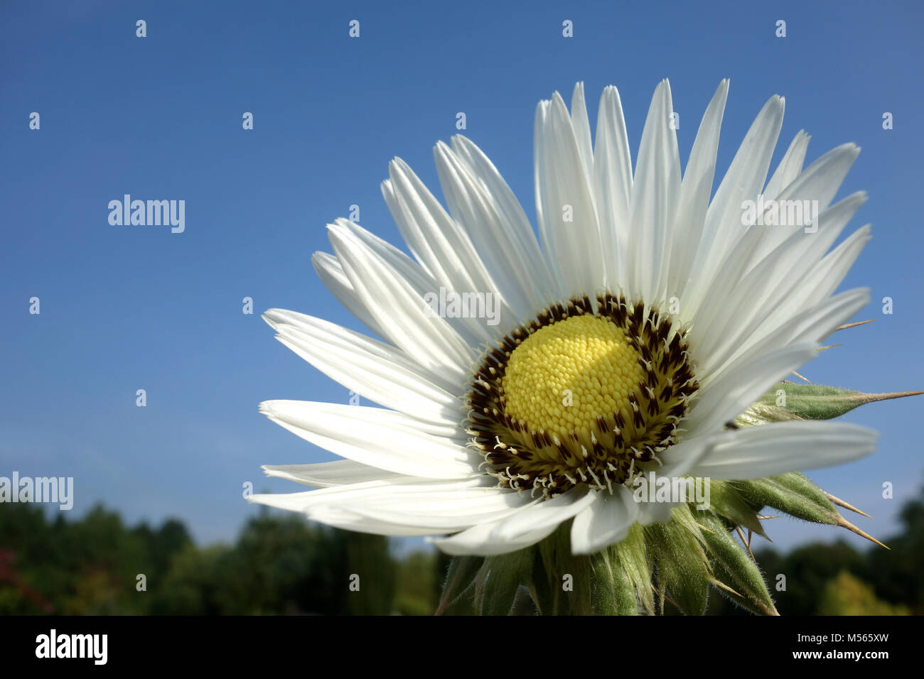 African purple thistle hi-res stock photography and images - Alamy