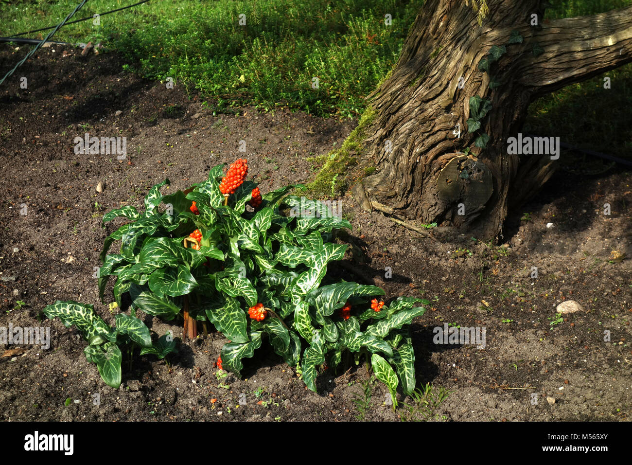 A plant of the araceae family hi-res stock photography and images - Alamy