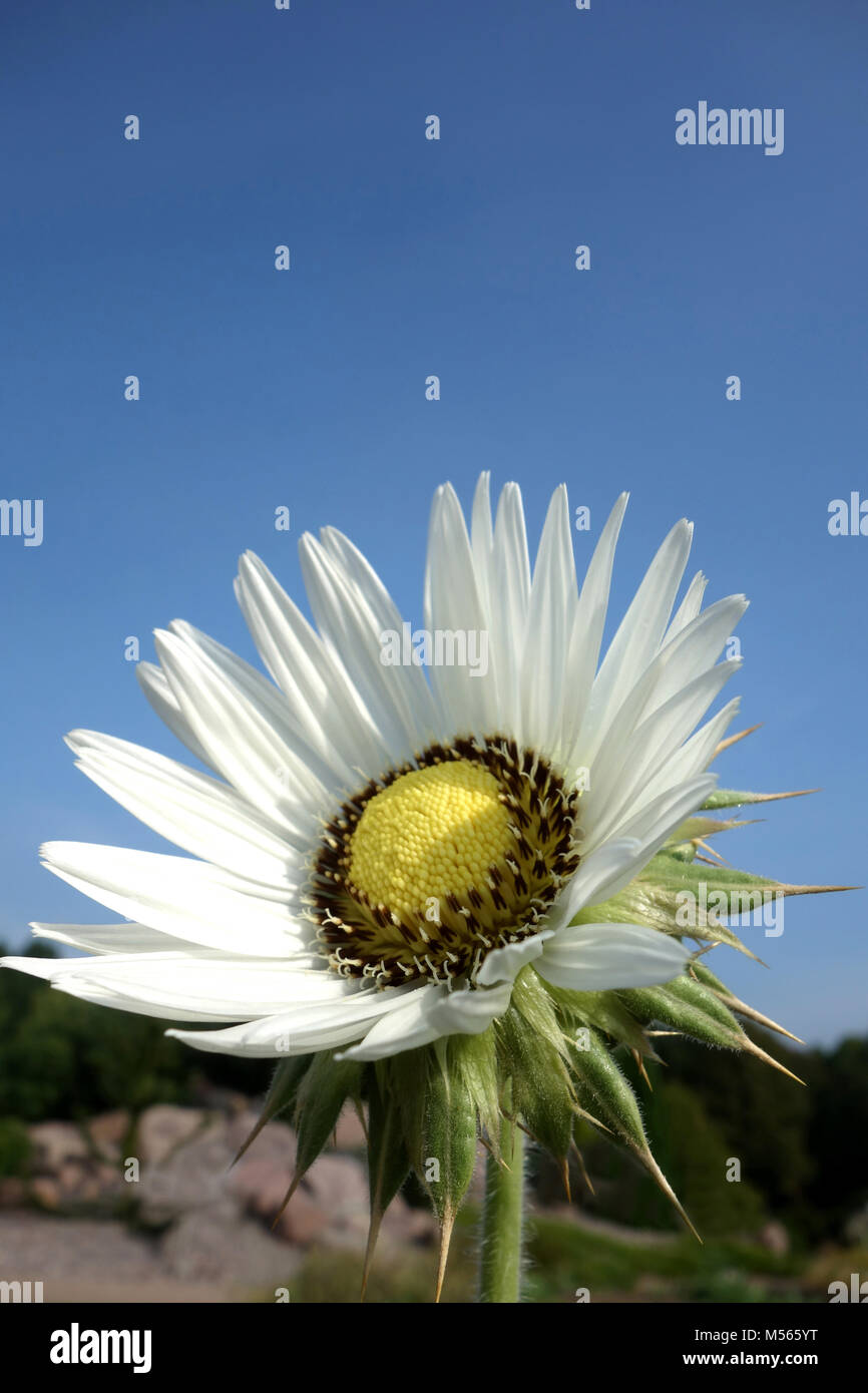 African purple thistle hi-res stock photography and images - Alamy