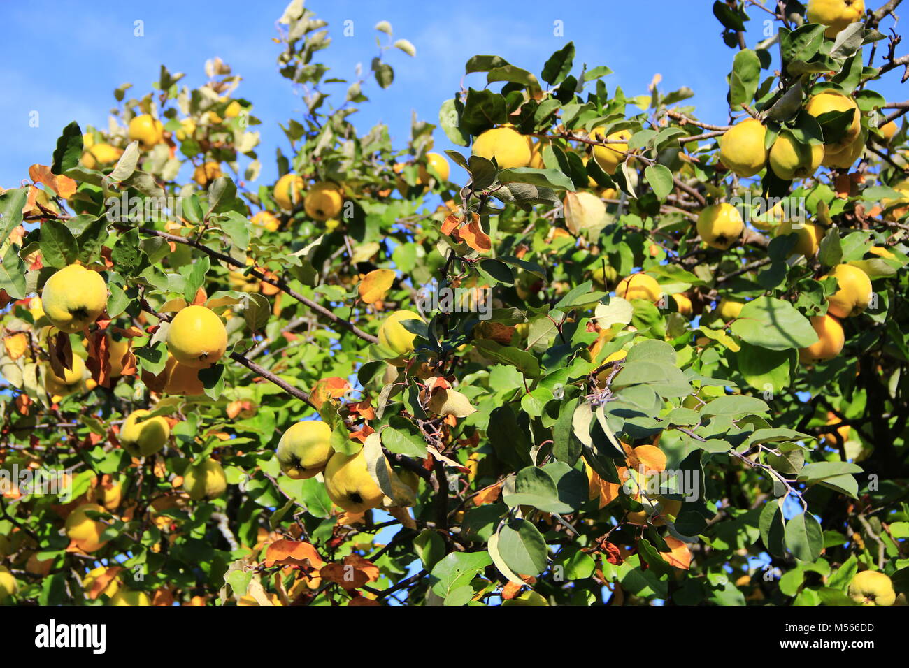 rich crop of ripe fruits of quince on the tree Stock Photo - Alamy