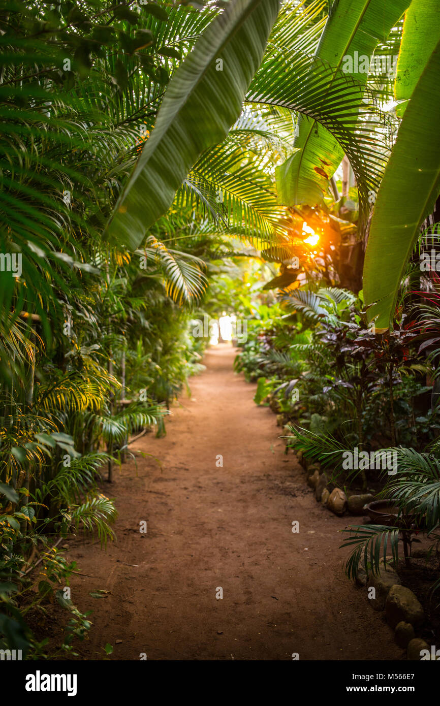 A path through a garden with the sunset shining through the trees Stock ...