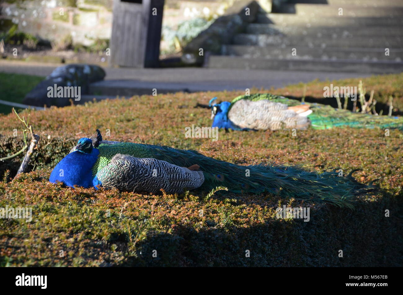 Warwick castle gardens hi-res stock photography and images - Alamy