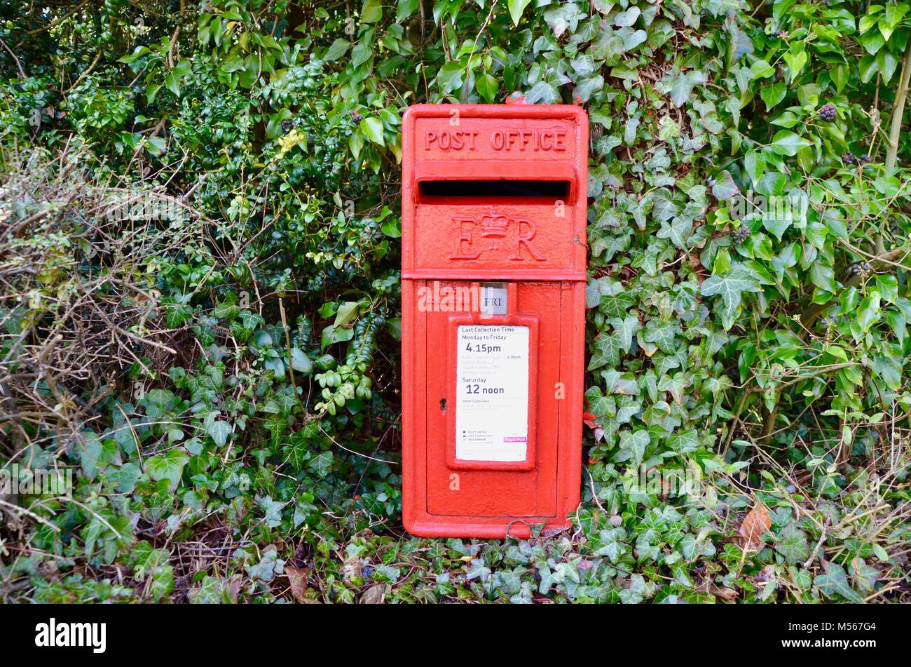 red letter collection box of the great britain post office in a hedge ...