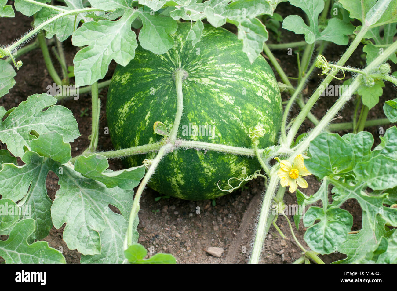 Watermelon plant growing in garden hi-res stock photography and images ...