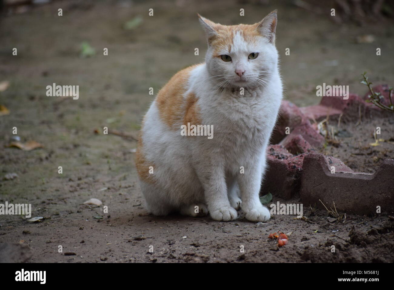 Iraq the baghdad zoo hi-res stock photography and images - Alamy