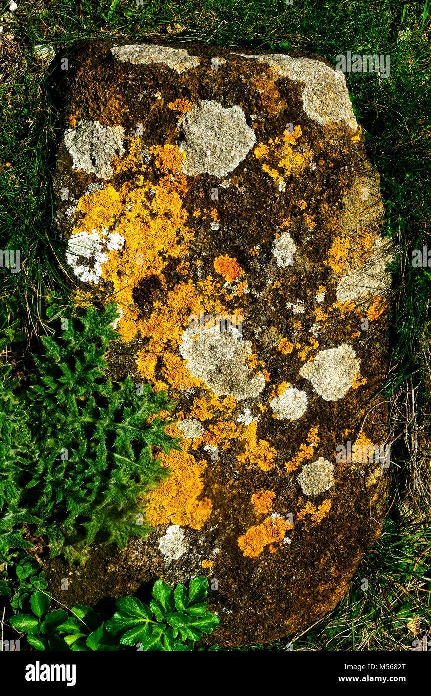Lichen on a block of Purbeck Limestone Stock Photo - Alamy