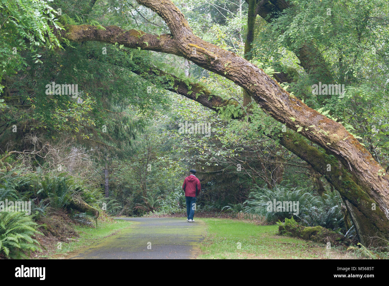 Arching Trees High Resolution Stock Photography and Images - Alamy