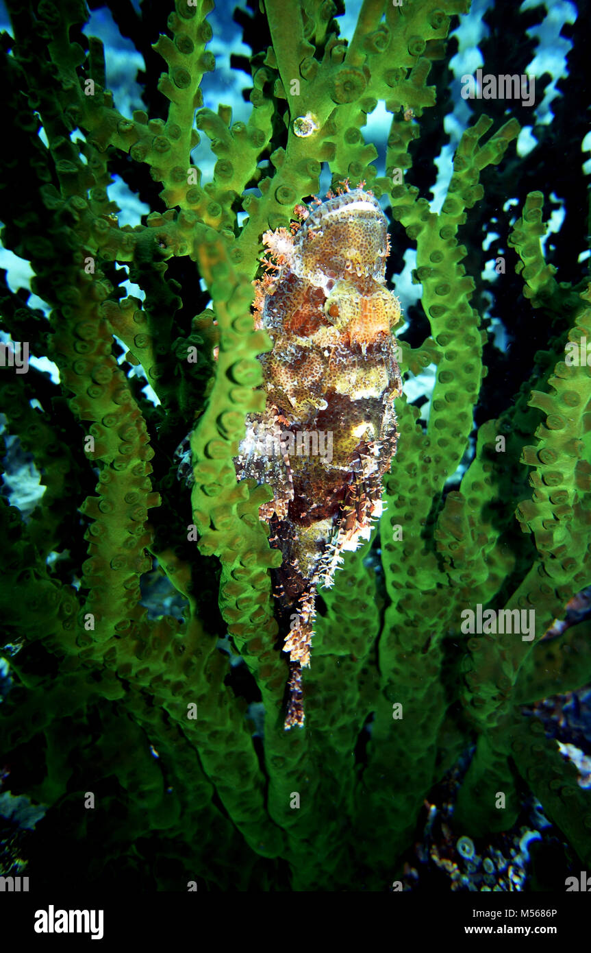 Bearded scorpionfish (Scorpaenopsis barbata) on black tube coral Stock ...