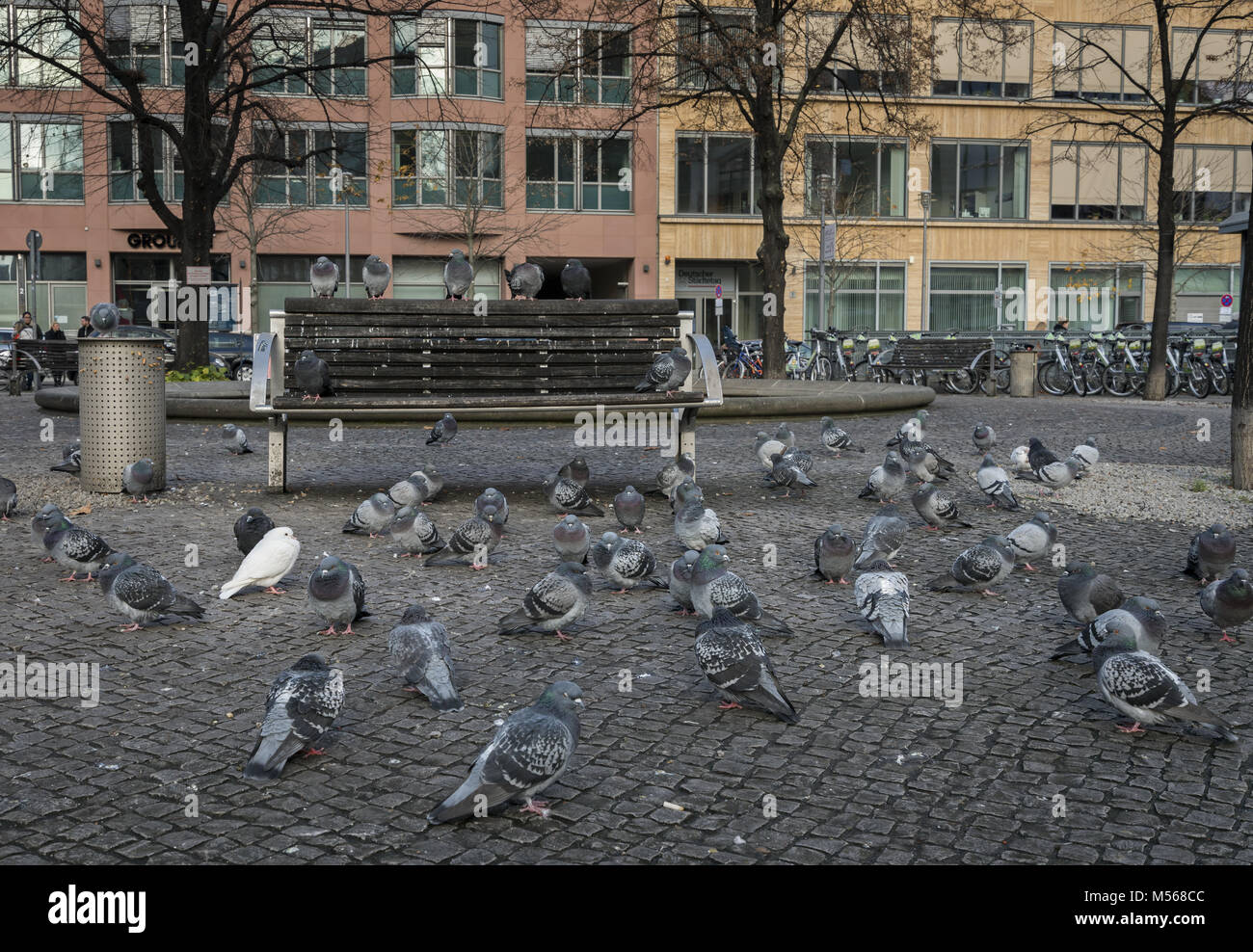Pigeons in city hi-res stock photography and images - Alamy