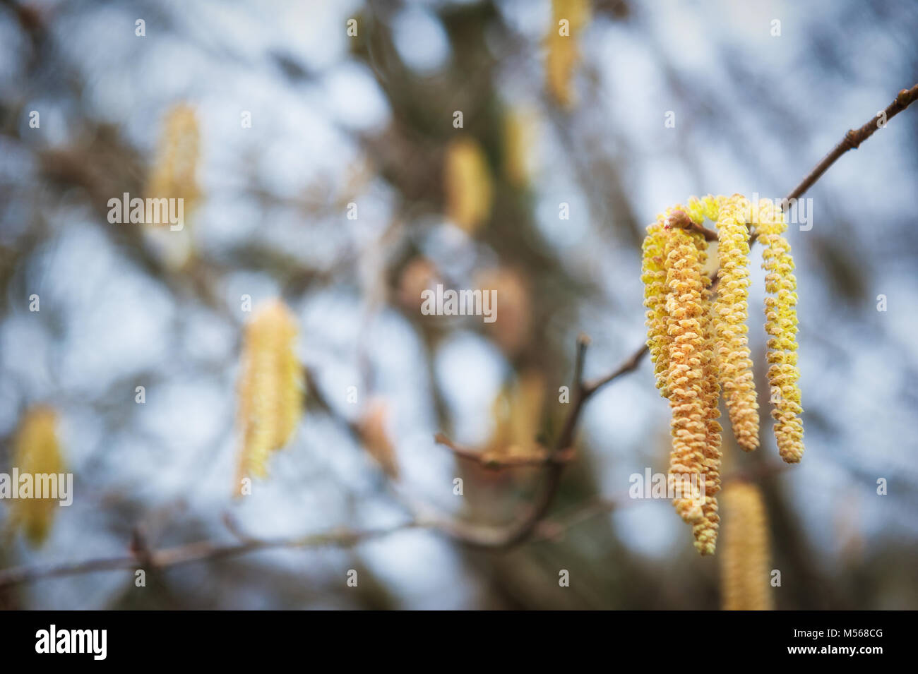 Cluster of catkins hi-res stock photography and images - Alamy