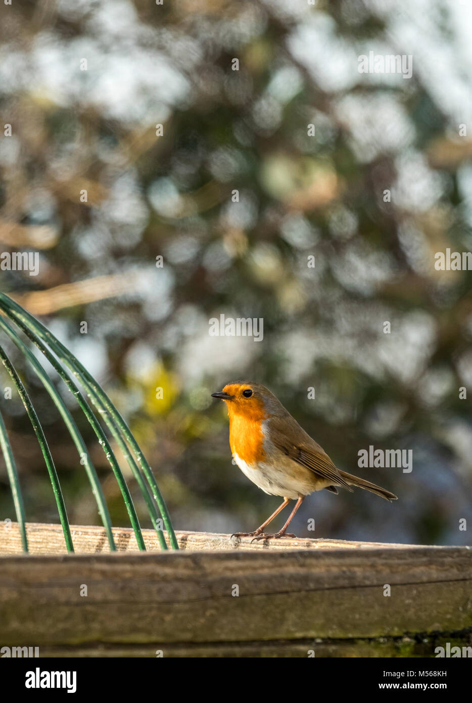 Bird tabel hi-res stock photography and images - Alamy