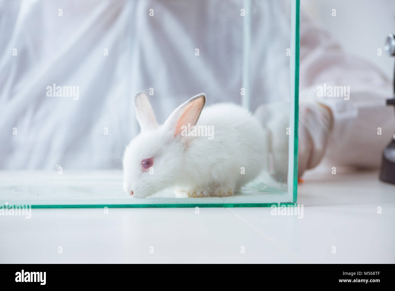 Rabbit cage lab hi-res stock photography and images - Alamy