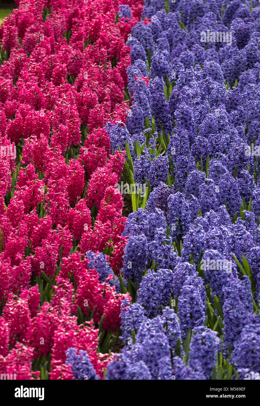 blue and red hyacinths flowers blooming in a garden Stock Photo - Alamy
