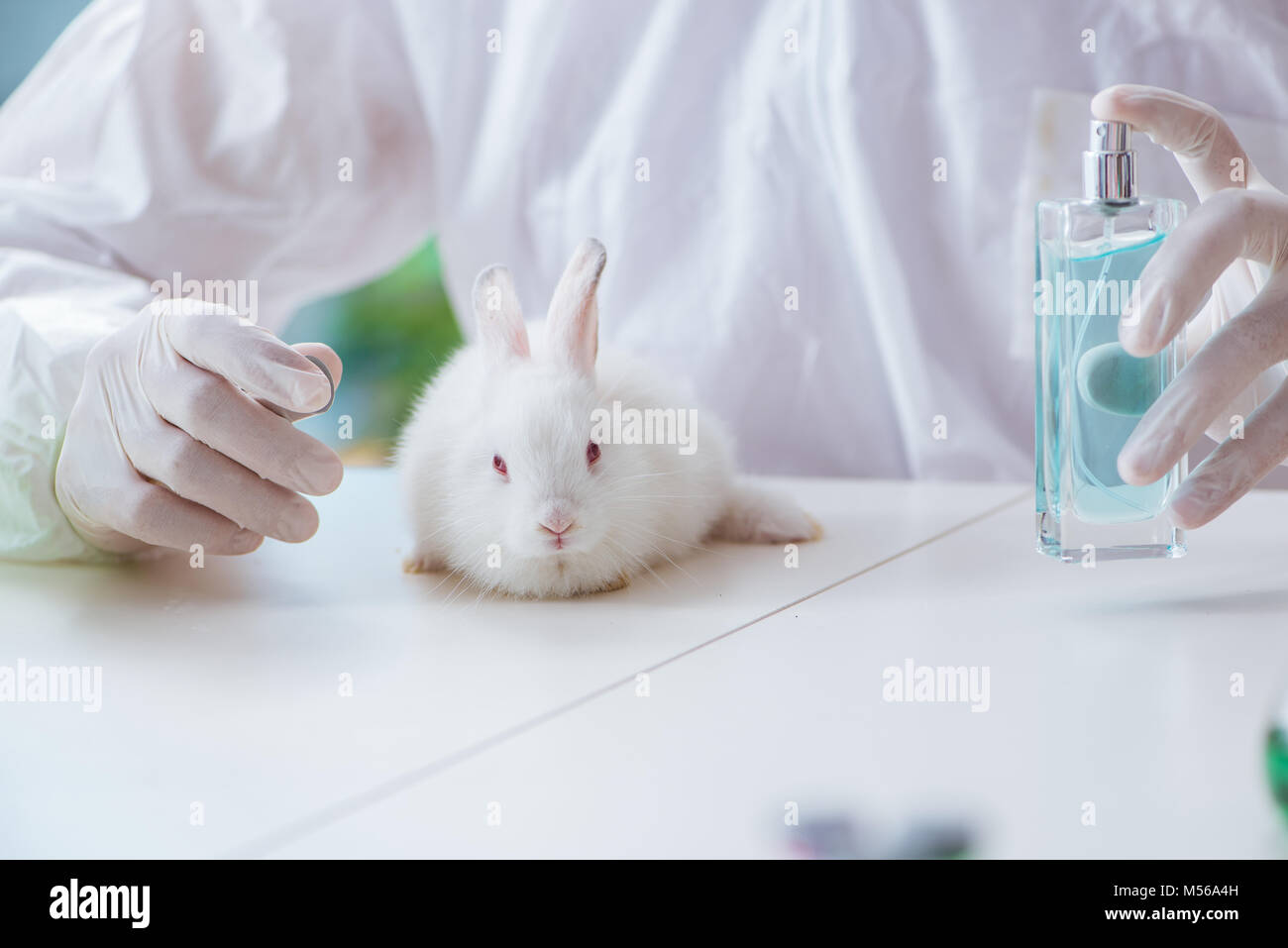 White rabbit in scientific lab experiment Stock Photo - Alamy