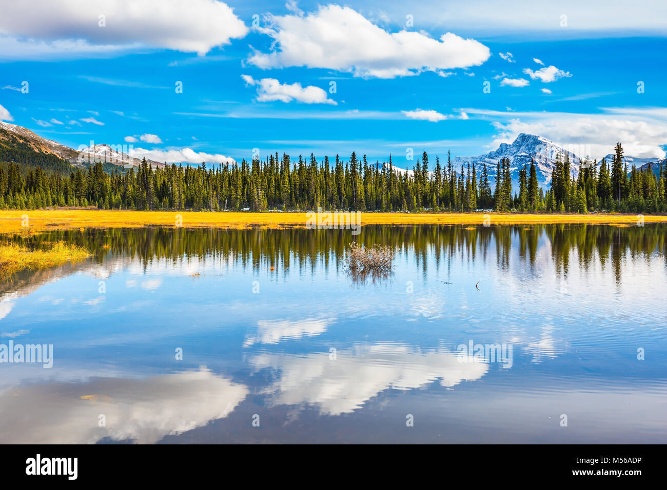 Marshy pond hi-res stock photography and images - Alamy