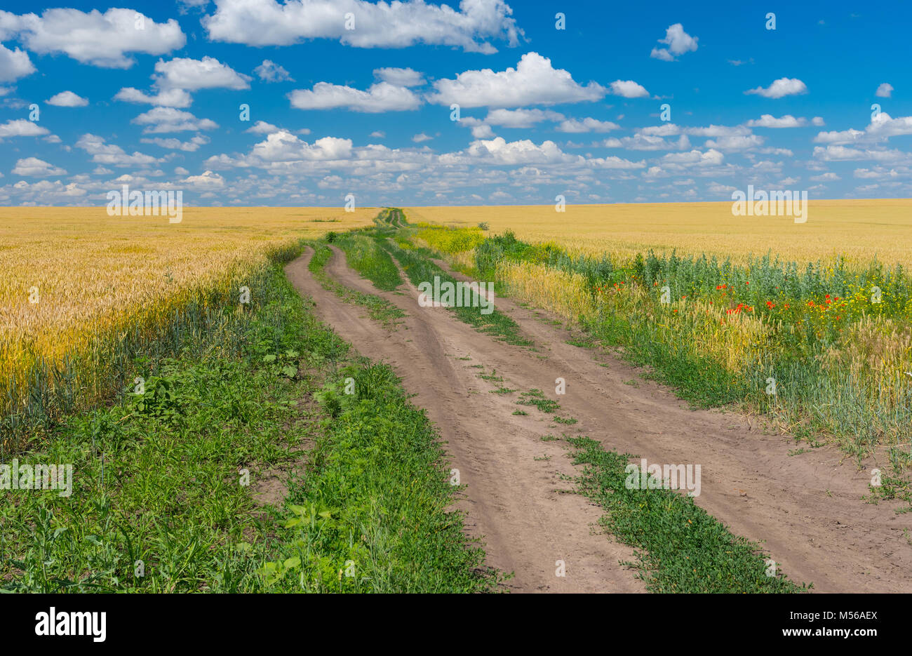 Classic Ukrainian rural landscape with wheat fields and earth road ...