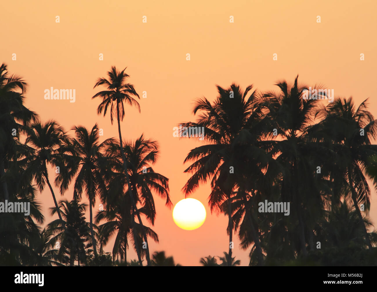 Palm Trees Silhouette At Sunset Stock Photo - Alamy
