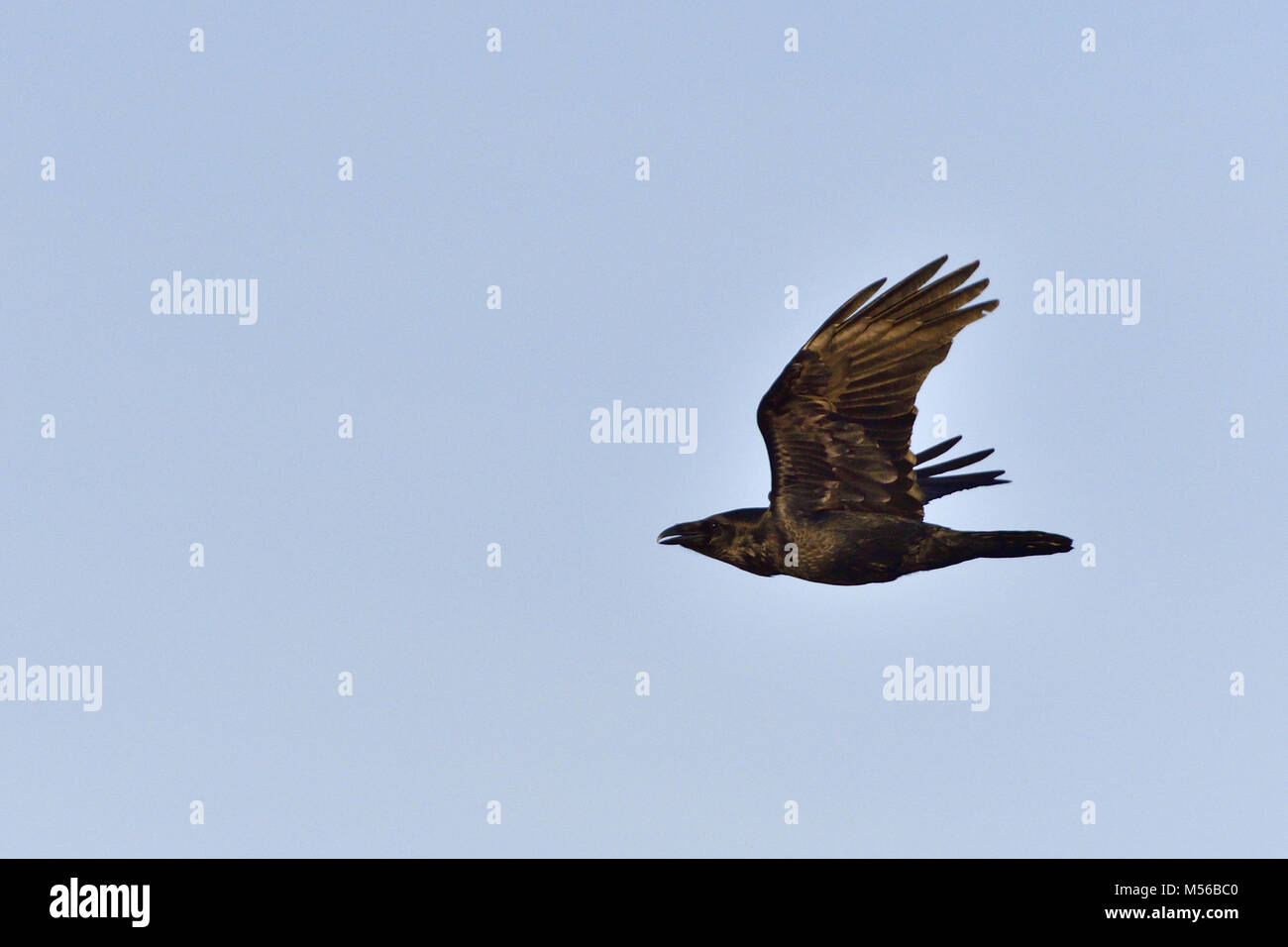 Common raven in flight Stock Photo - Alamy