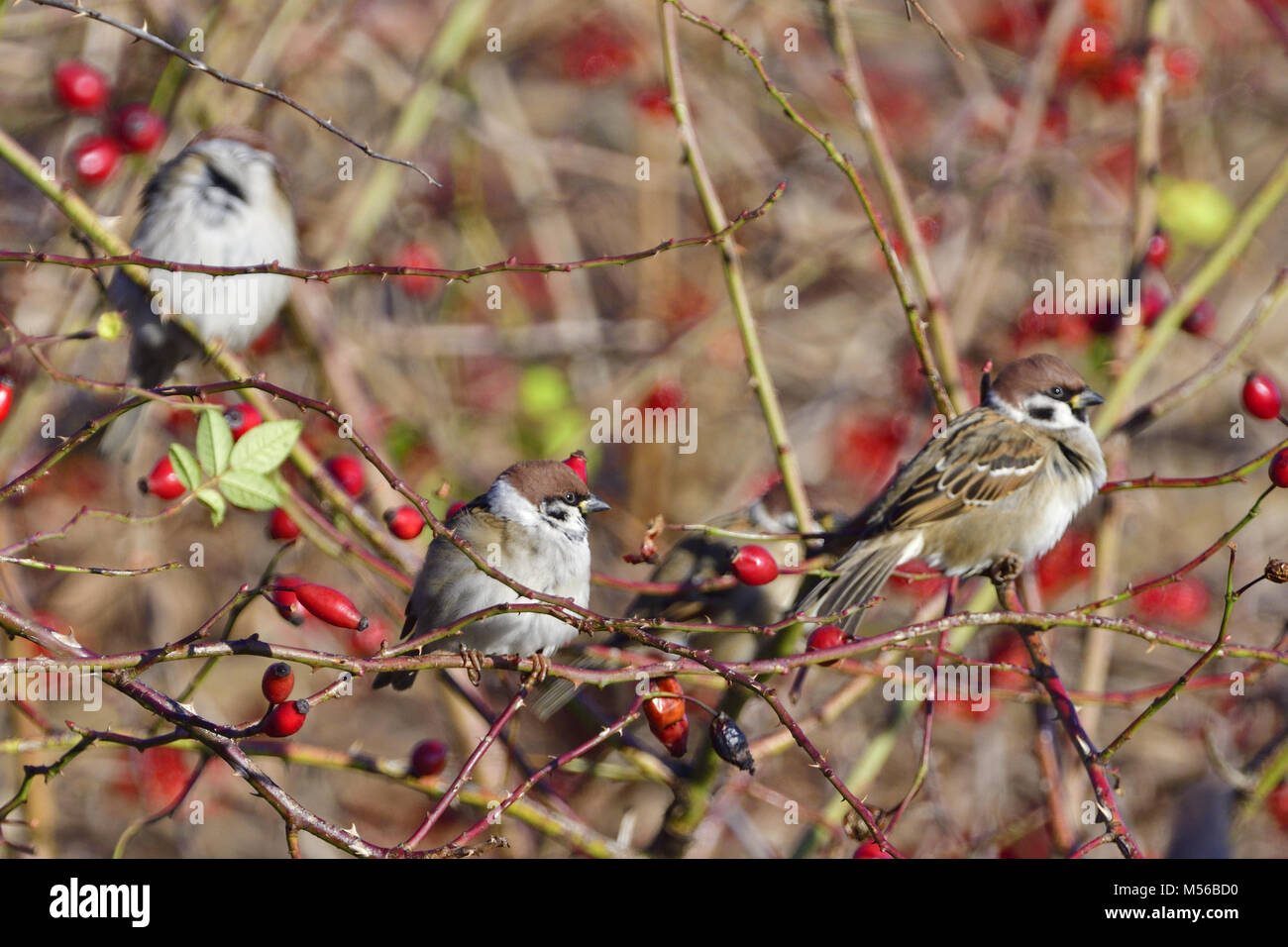 Eurasian tree sparrow Stock Photo - Alamy Eurasian tree sparrow Stock Photo - Alamy