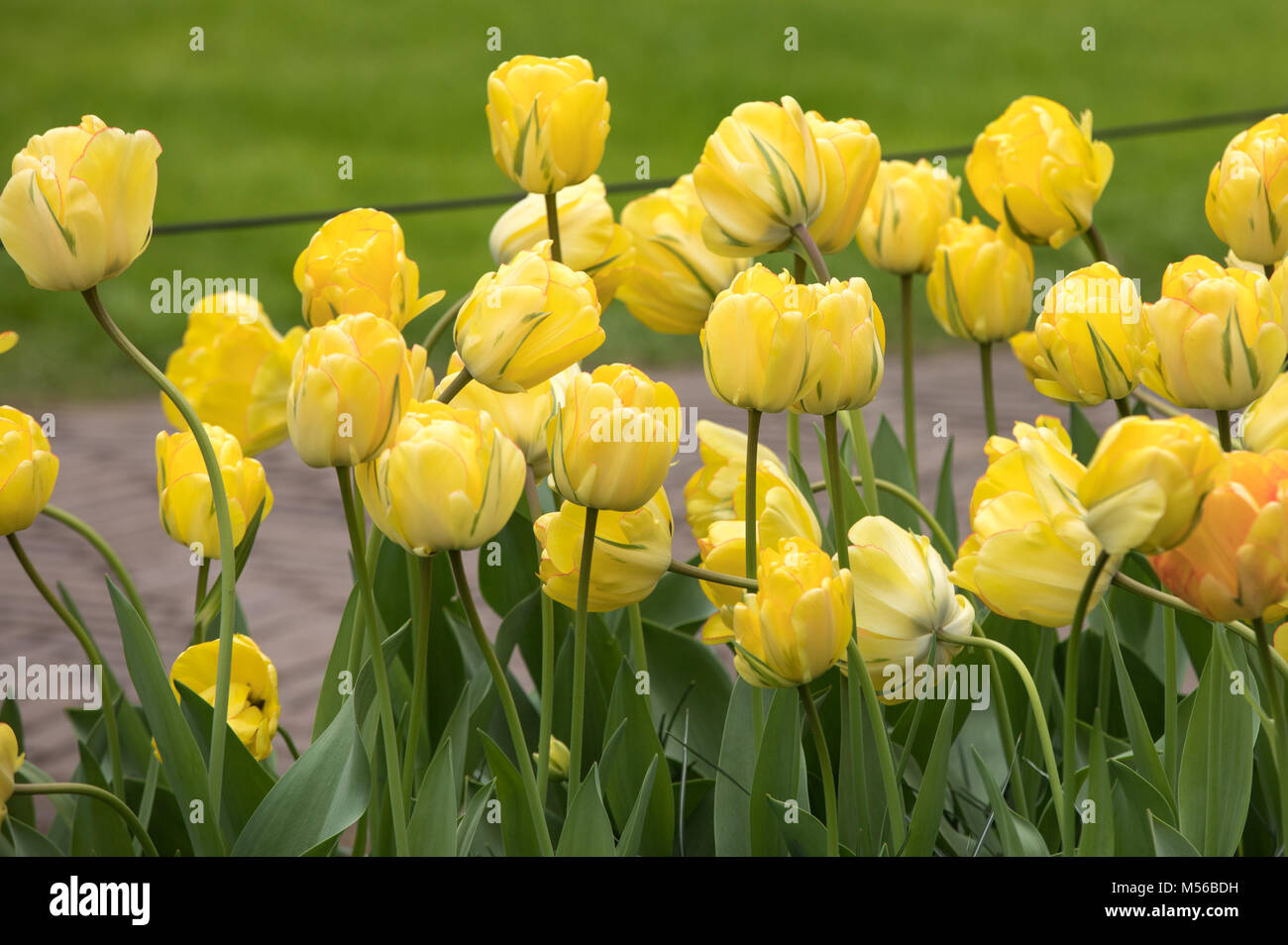 yellow tulips flowers blooming in a garden Stock Photo - Alamy