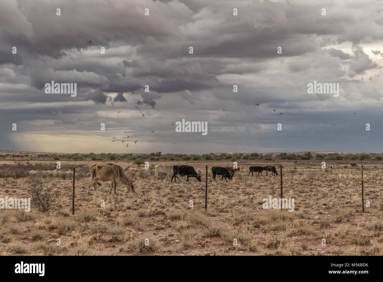Cows grazing in the Namibia Desert on the way to Sossuvlei Stock Photo ...