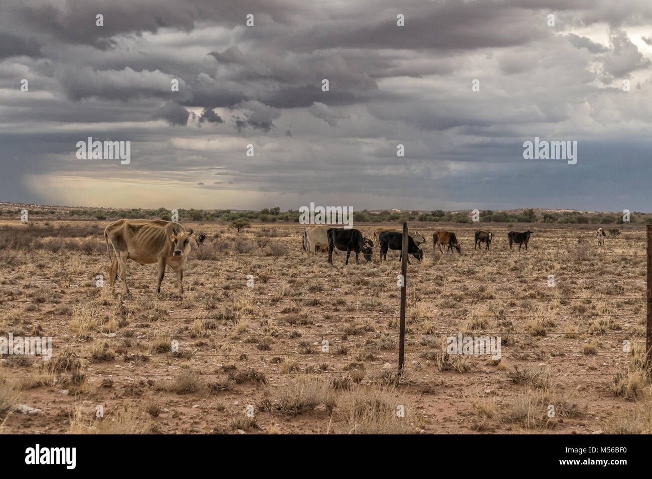 Brahman cow cows cattle grazing hi-res stock photography and images - Alamy