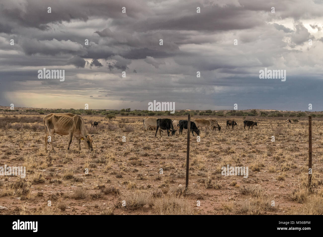 Brahman Cow Cows Cattle Grazing High Resolution Stock Photography and ...