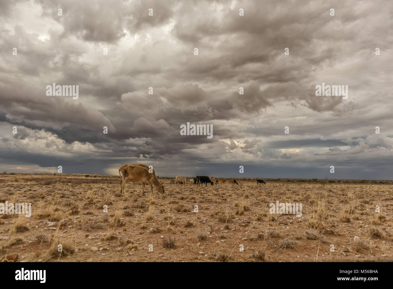 an extremely lean cow grazing in the Namibia desert Stock Photo - Alamy