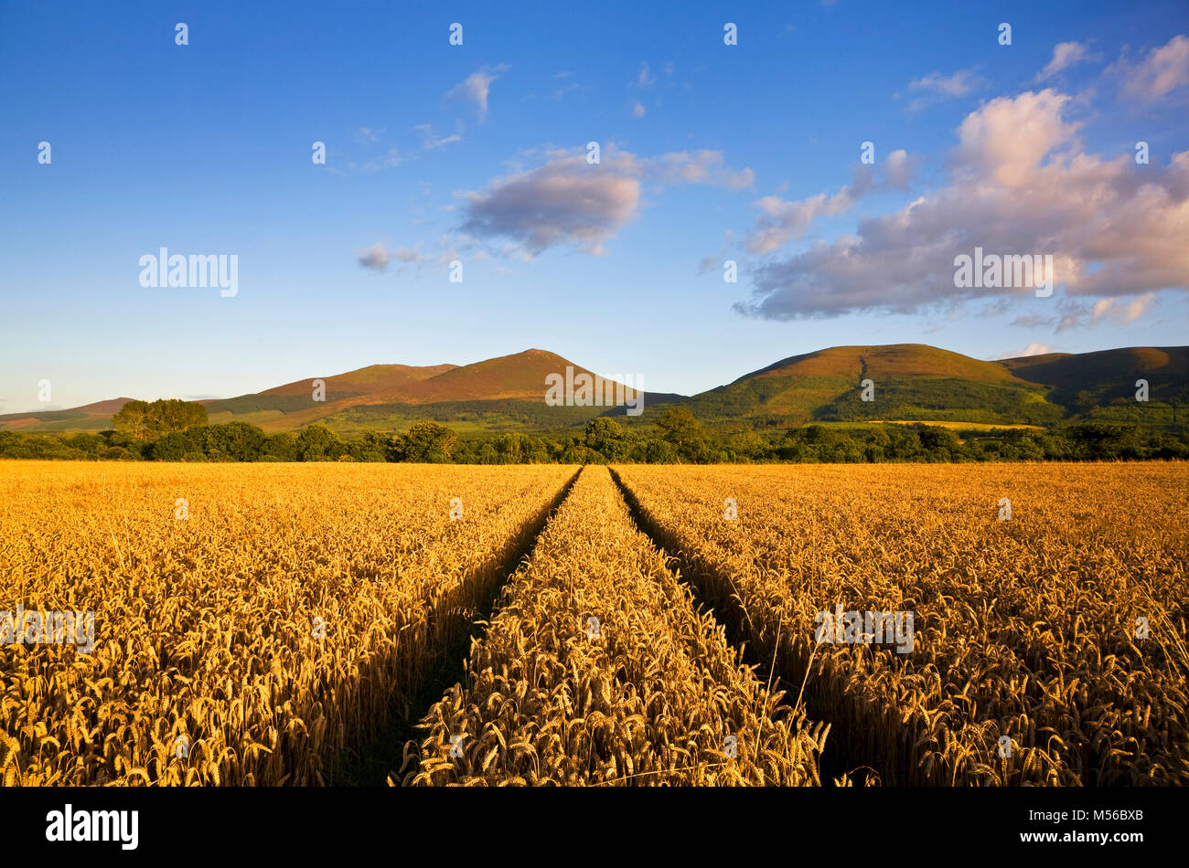 Wheatfield and the The Knockmealdown Mountains, Viewed from near ...