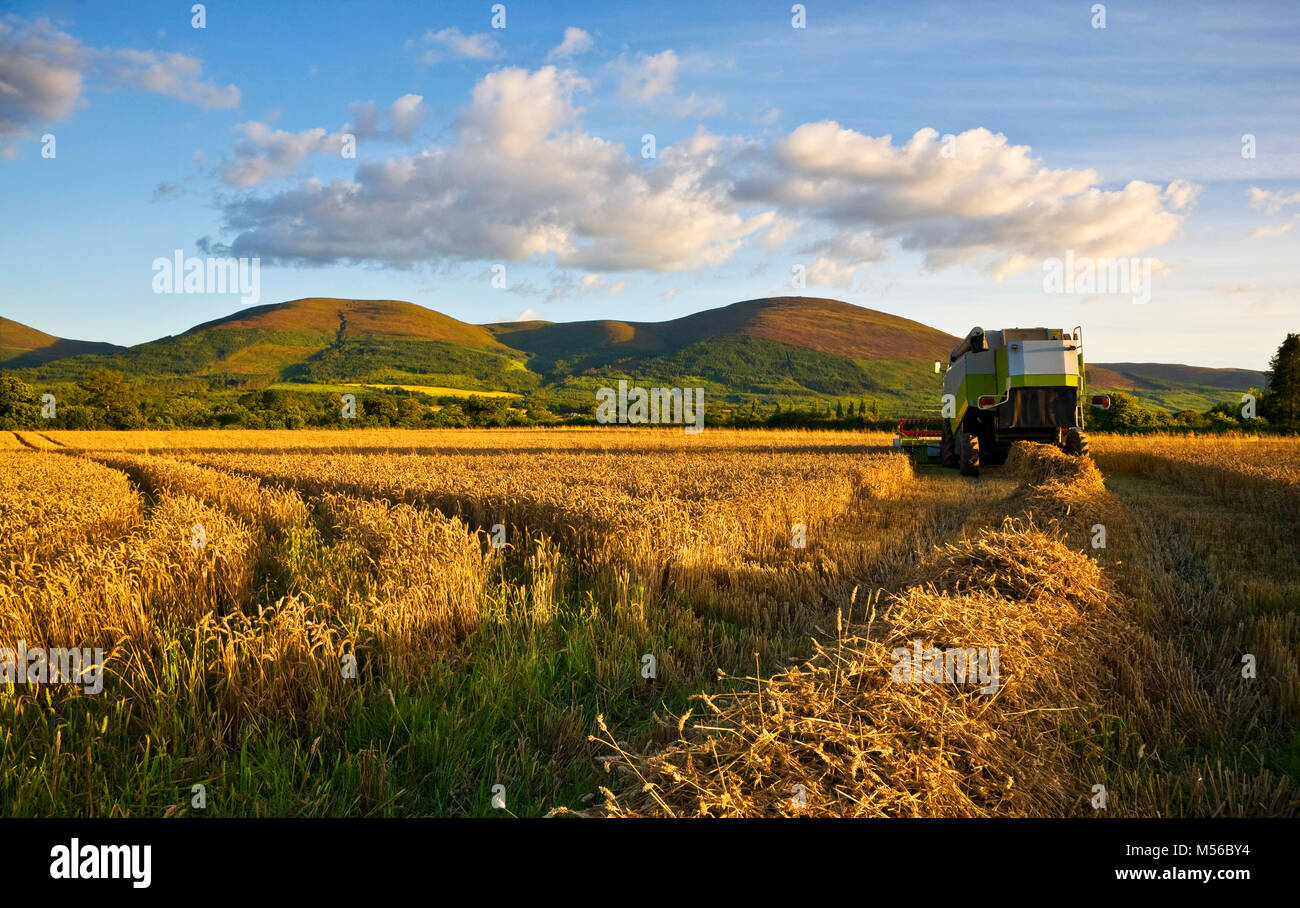 Wheatfield and Combine Harvester below the The Knockmealdown Mountains ...