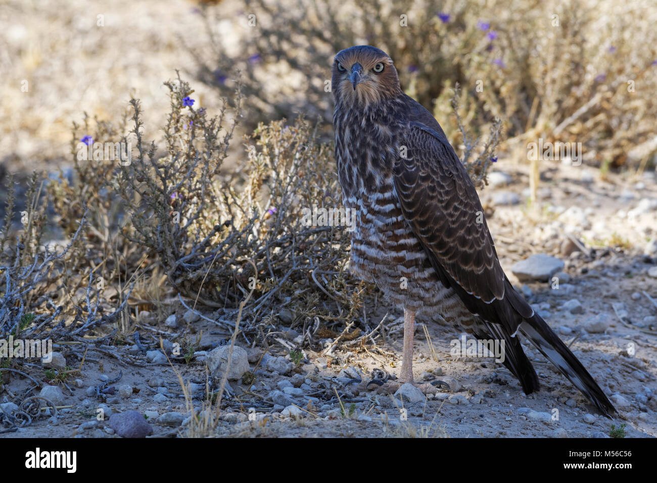 One legged bird hi-res stock photography and images - Alamy