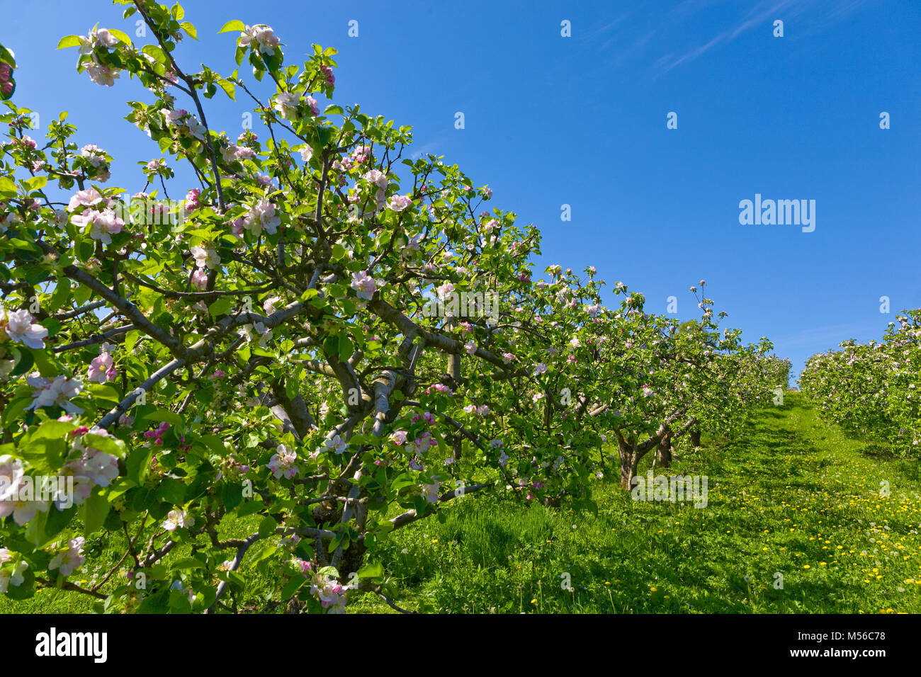 Spring Apple Orchard, N.B. the apple orchards in Ulster's Armagh are ...