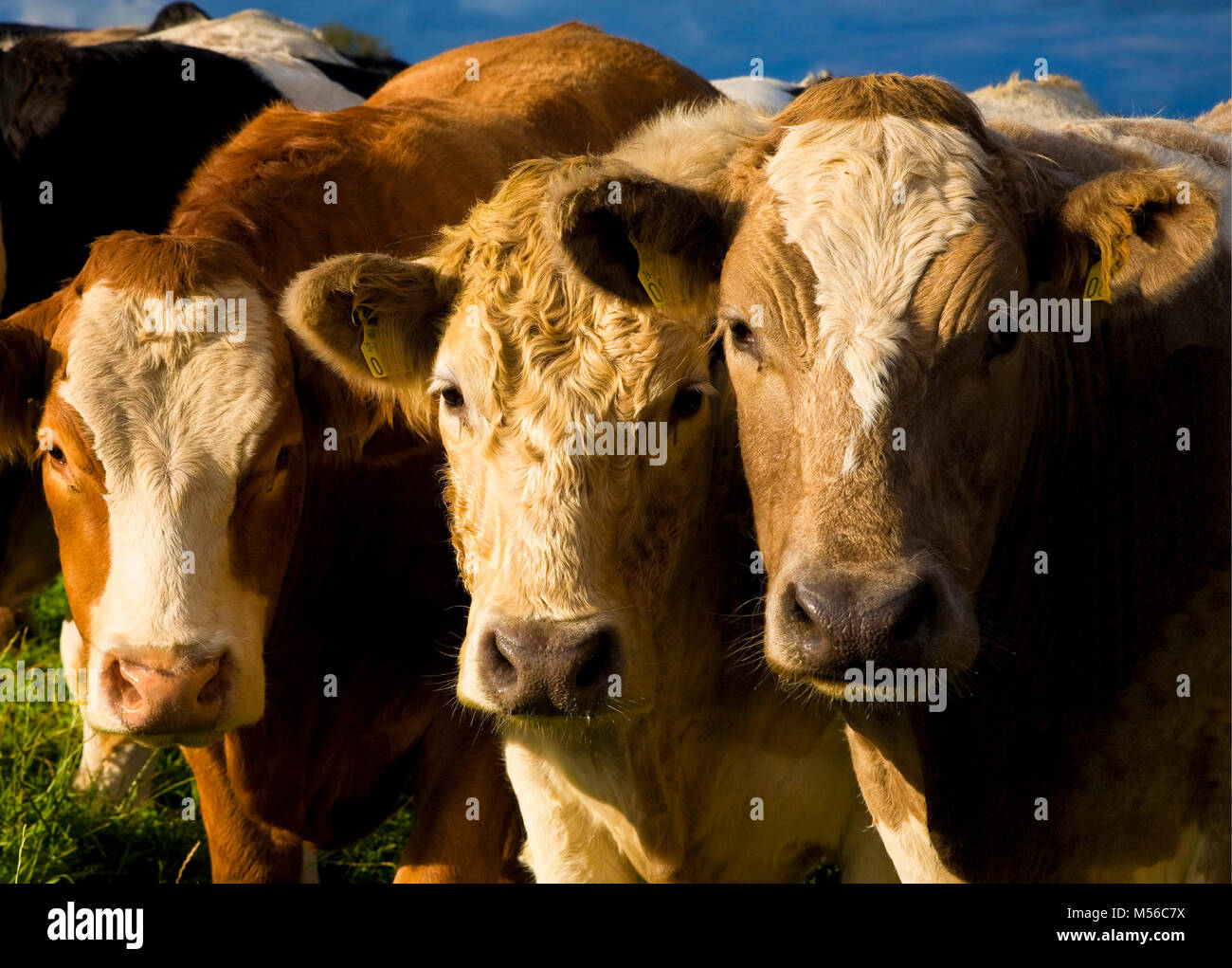 Friendly Cattle - Hereford and Charolais Breeds Near Danesfort, County ...