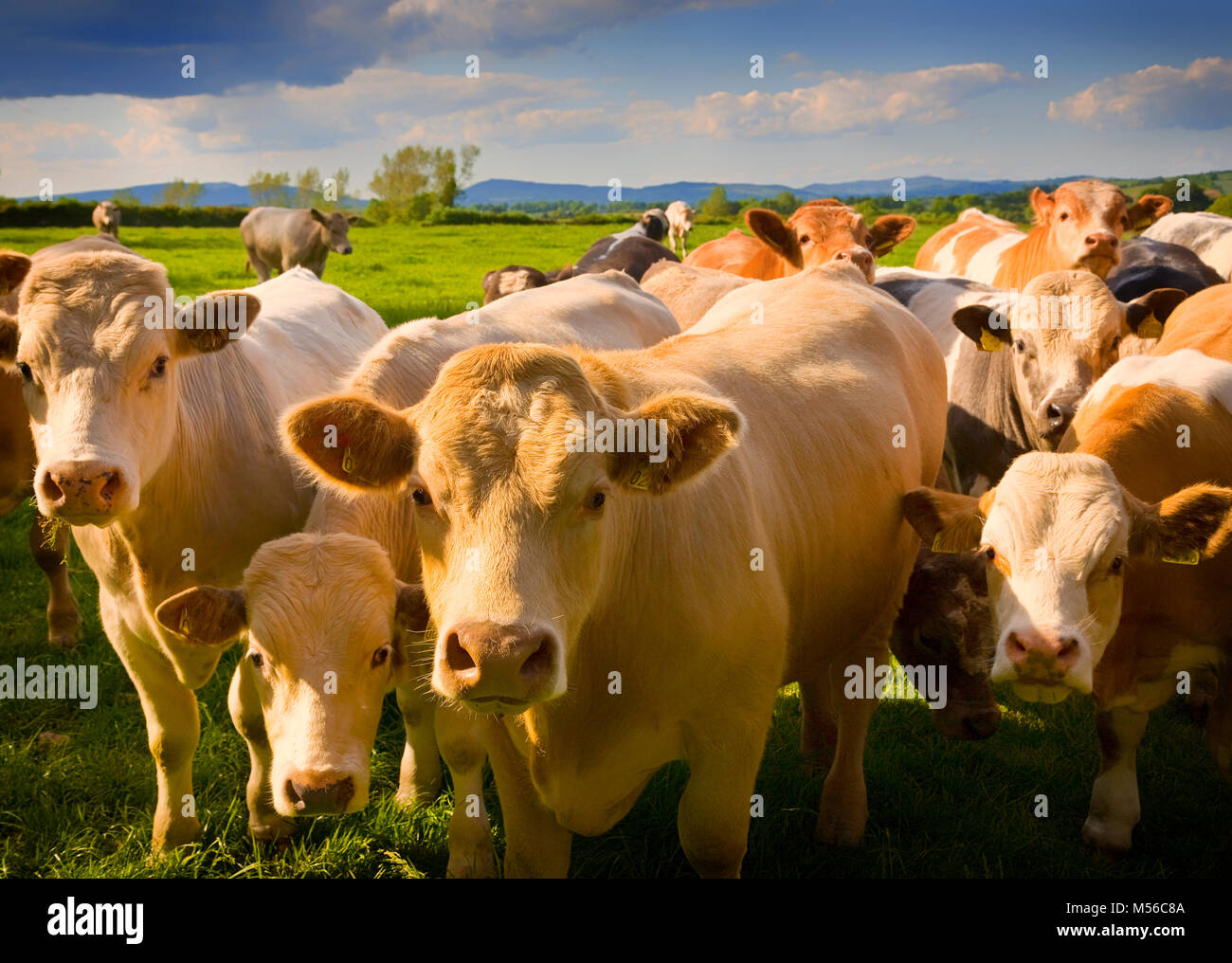 Friendly Cattle - Hereford and Charolais Breeds Near Danesfort, County ...