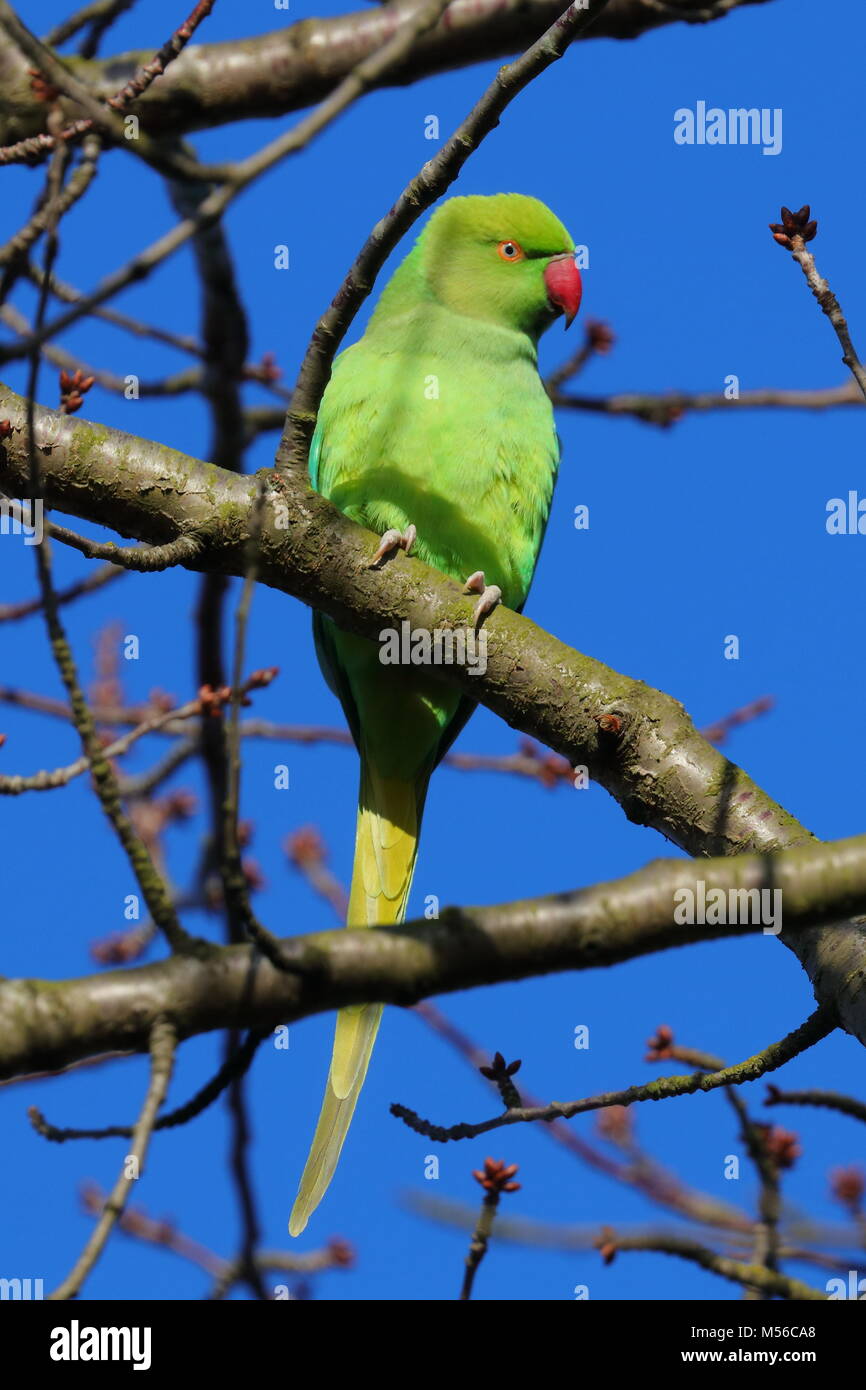 Parrot ring necked parakeet uk hi-res stock photography and images - Alamy